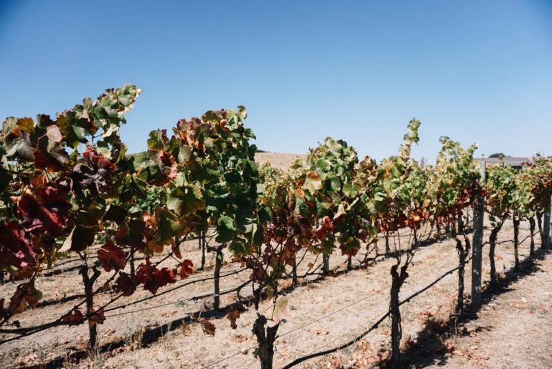 Liana Estates, the New Hot Winery in Napa - Whimsy Soul