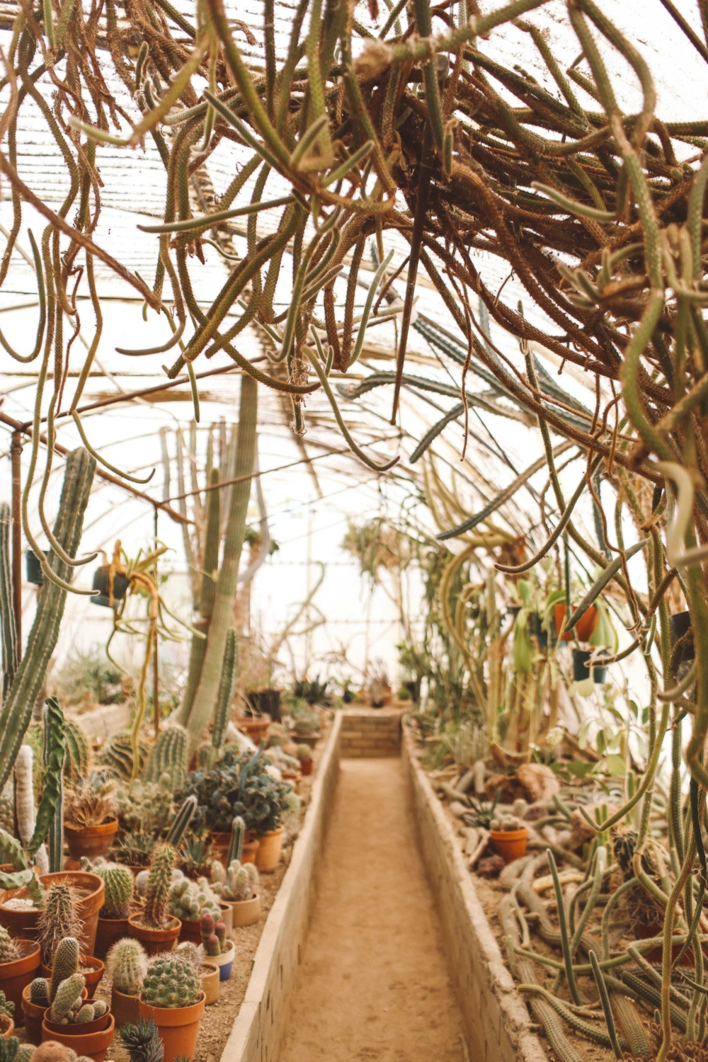 The Best Palm Springs Cactus Garden - Whimsy Soul