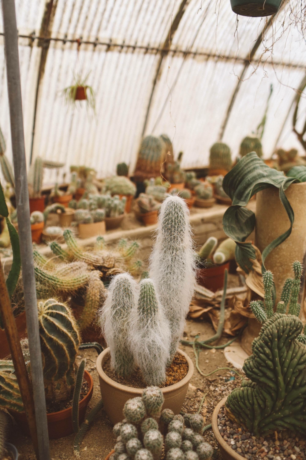 The Best Palm Springs Cactus Garden - Whimsy Soul