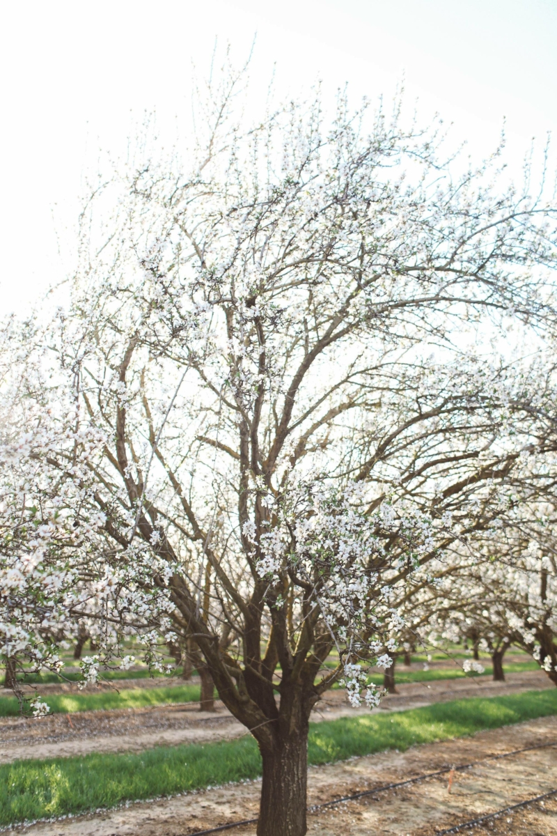 Where To Find Best Almond Blossoms in California (Legally!)
