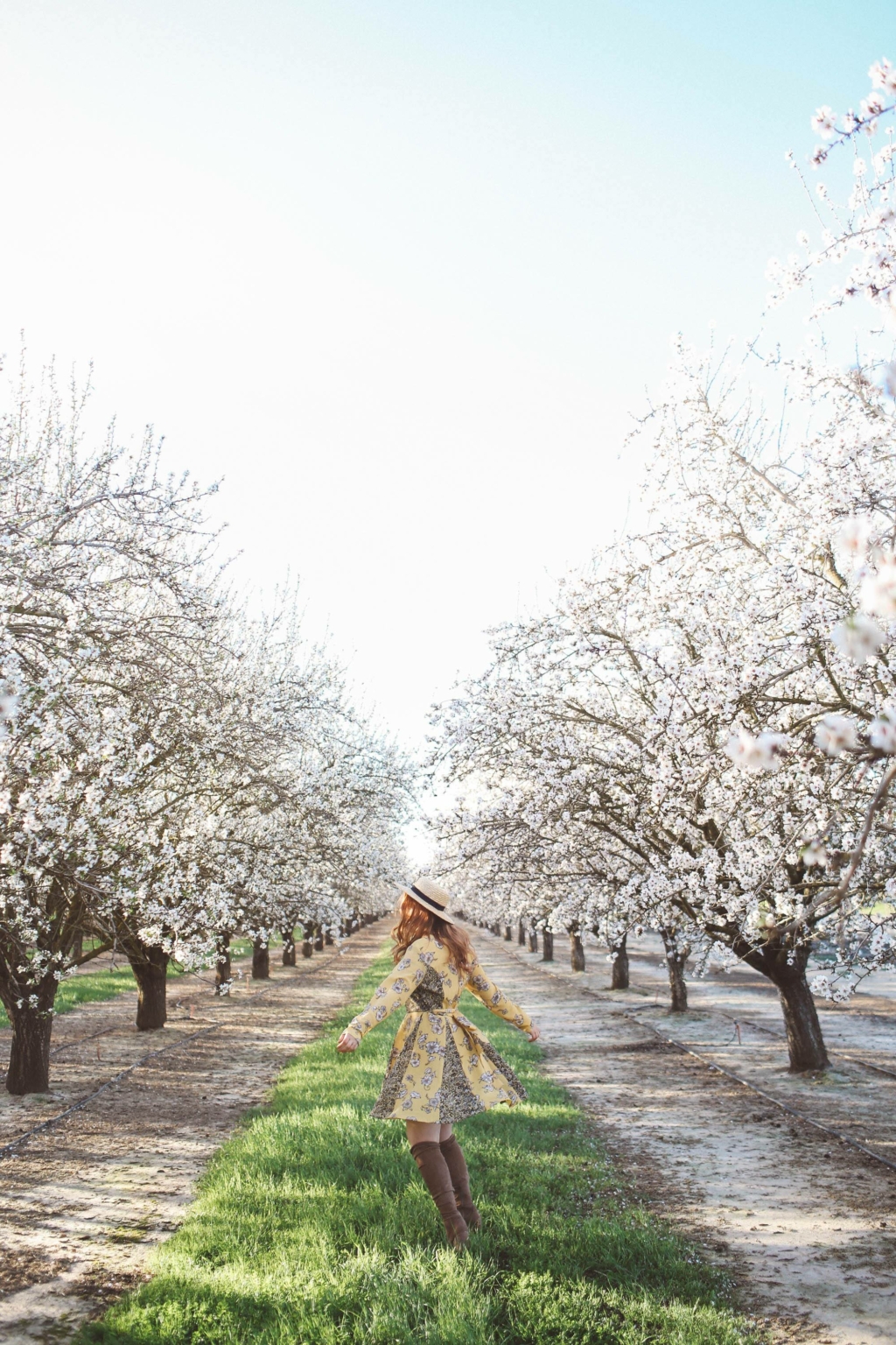 Best Almond Blossoms in California