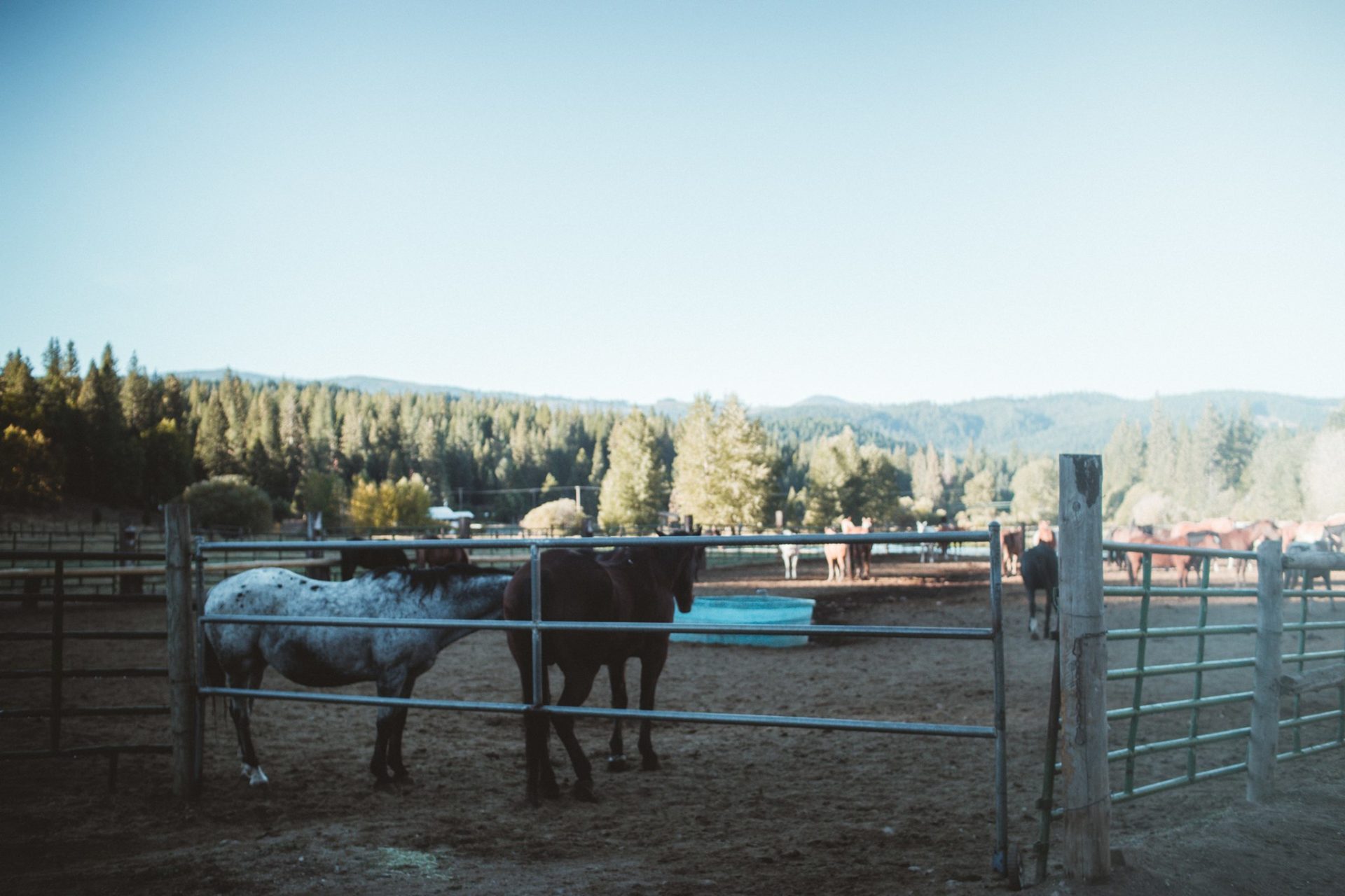 You'll Fall In Love With This Dude Ranch in California