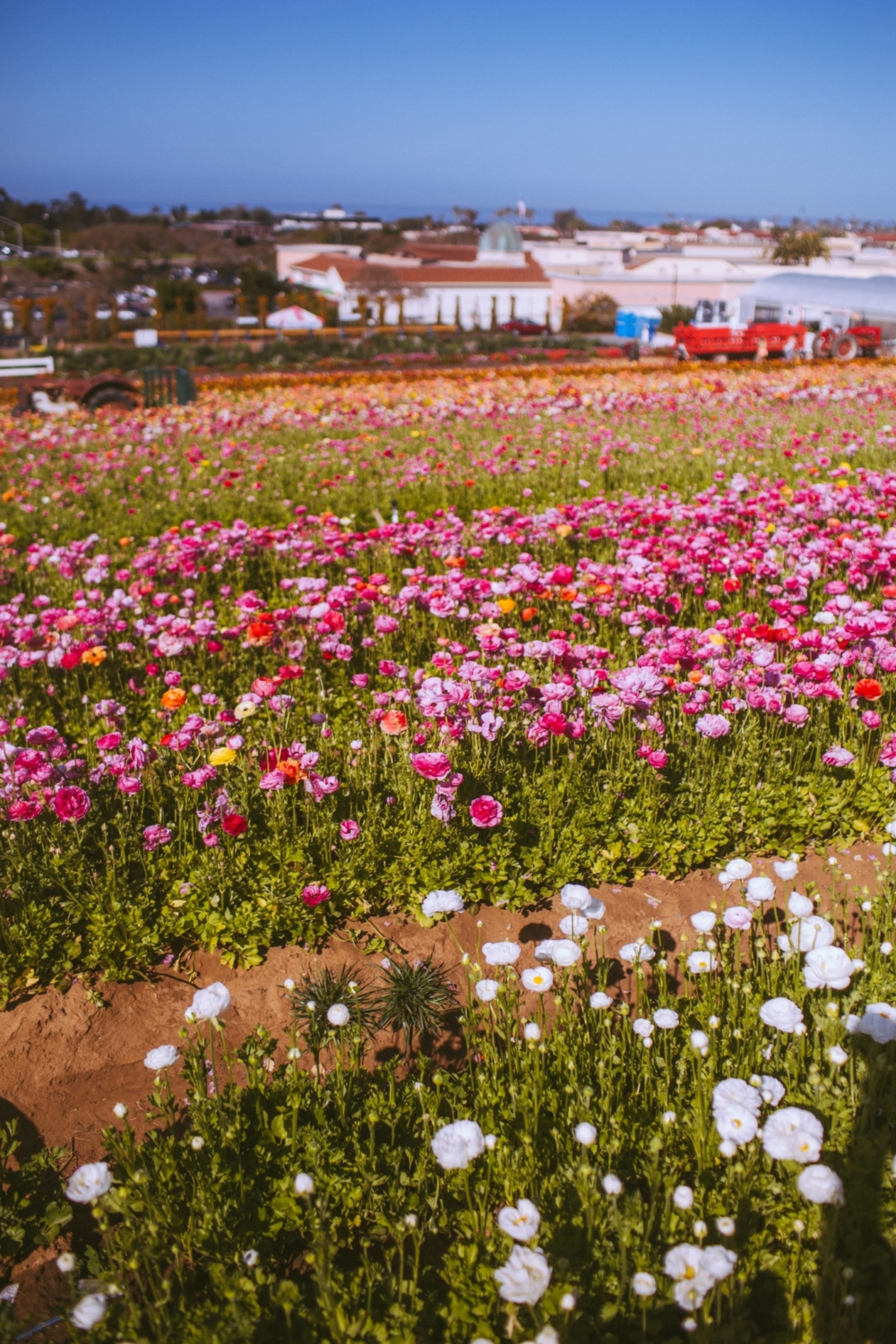 Flower Fields Carlsbad: This Is the Best Time To Visit + A Visitors Guide