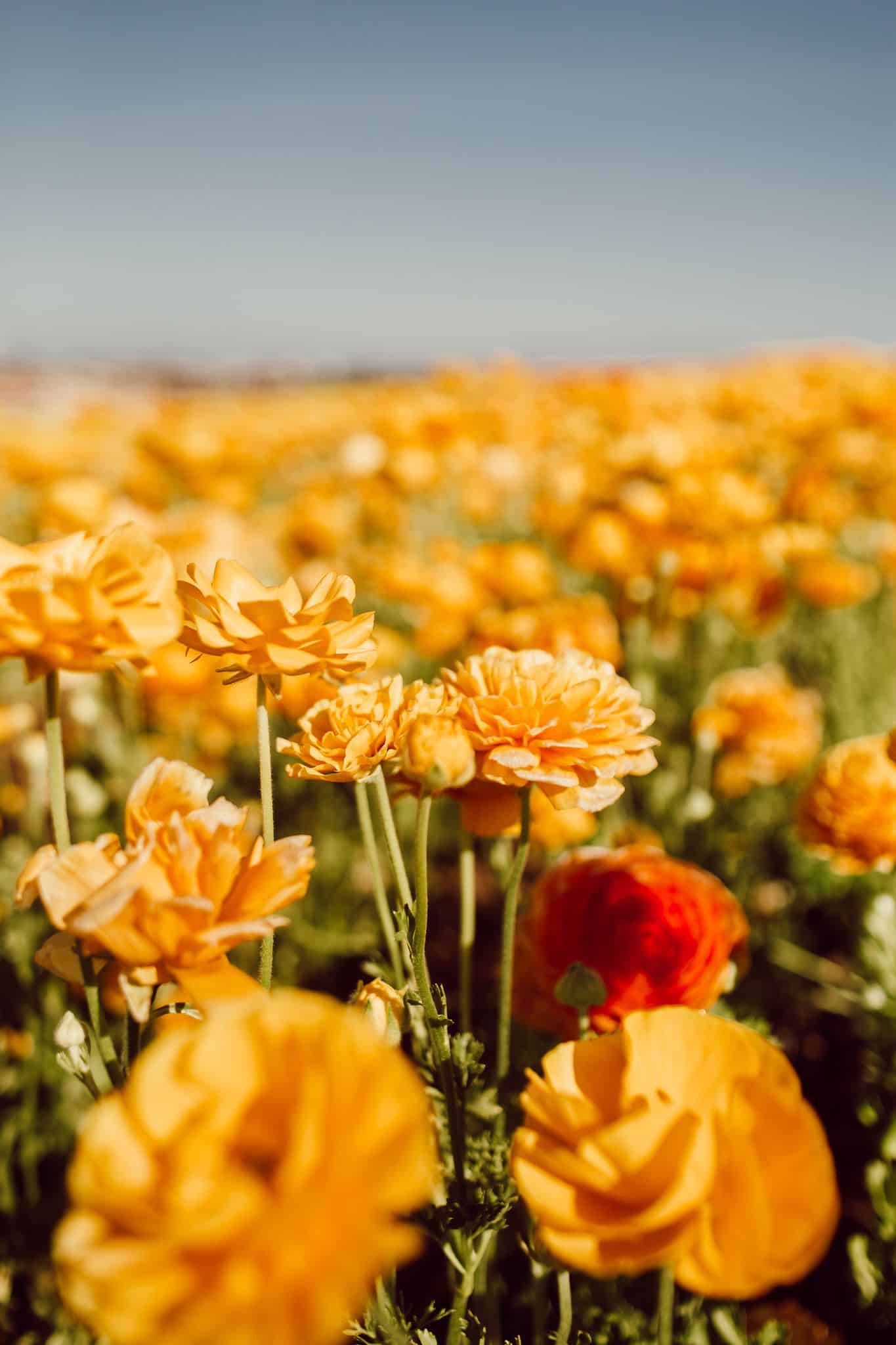 18+ Best Flower Fields in California + Best Seasons To View Them