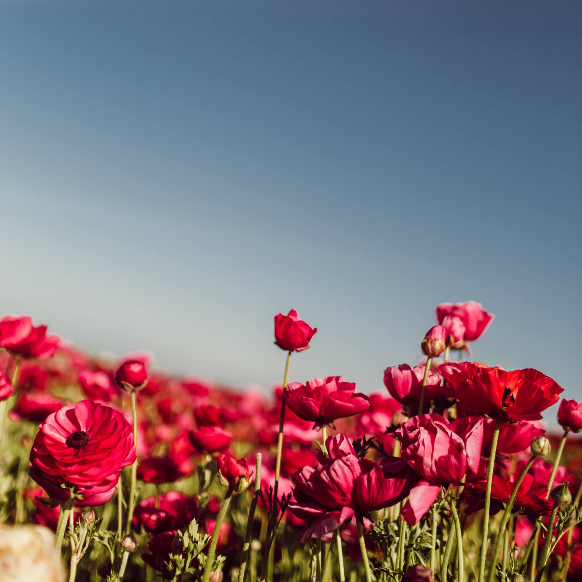 18+ Best Flower Fields in California + Best Seasons To View Them