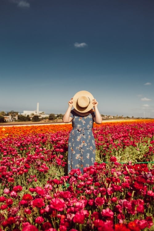 Flower Fields Carlsbad: This Is the Best Time To Visit + A Visitors Guide