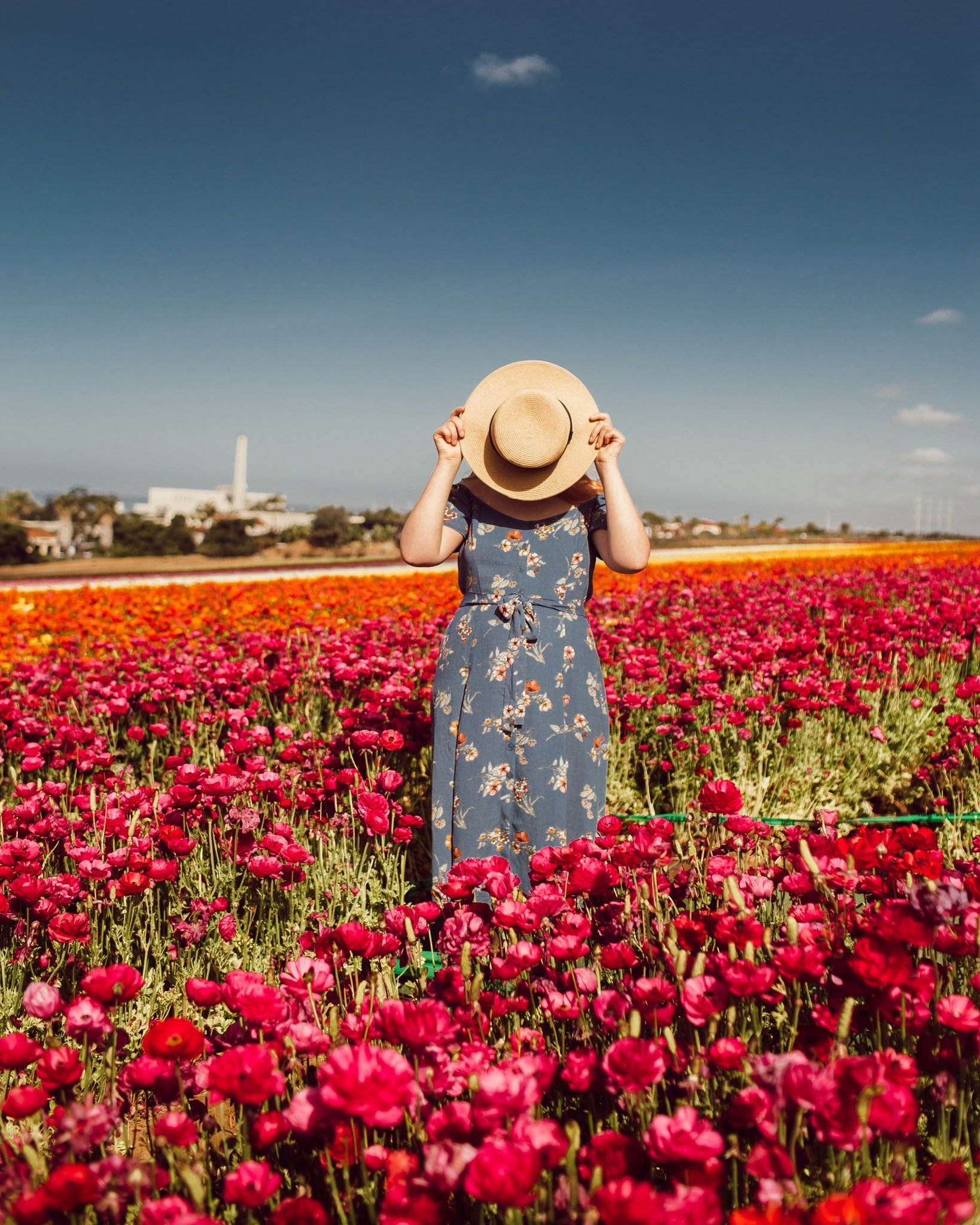 18+ Best Flower Fields in California + Best Seasons To View Them