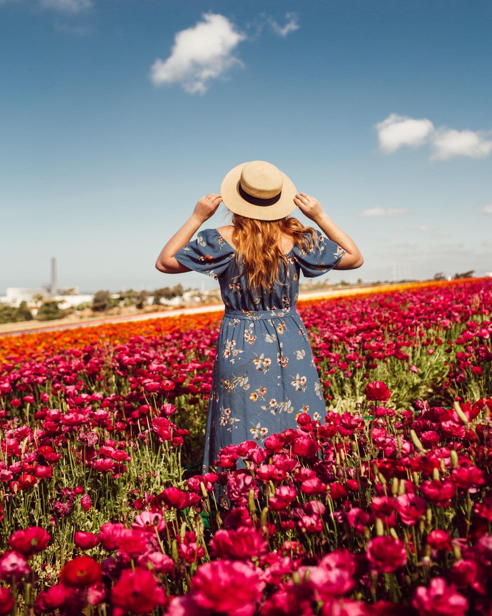 18+ Best Flower Fields in California + Best Seasons To View Them