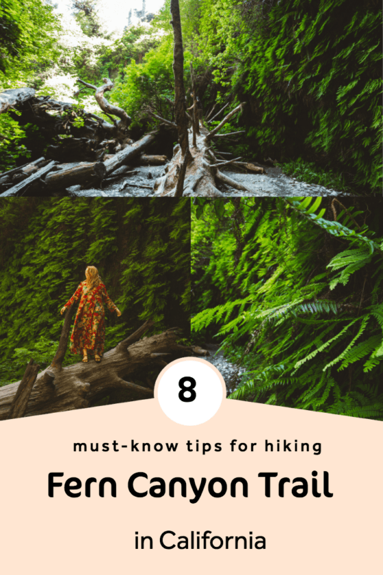 8 Essential Tips for Hiking the Fern Canyon Trail in California