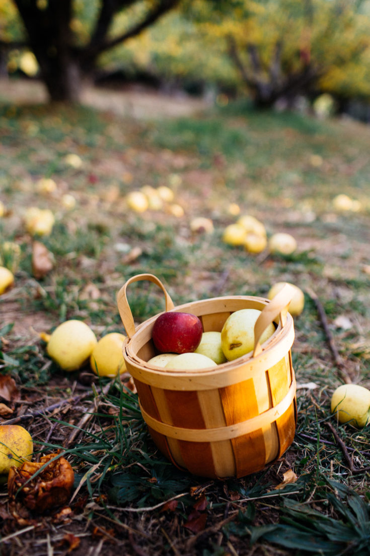 Apple Hill California: The Ultimate Fall Travel Guide