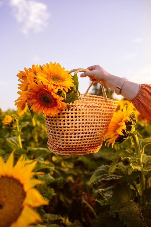 11 Best Sunflower Fields In California (Addresses + Photos!)