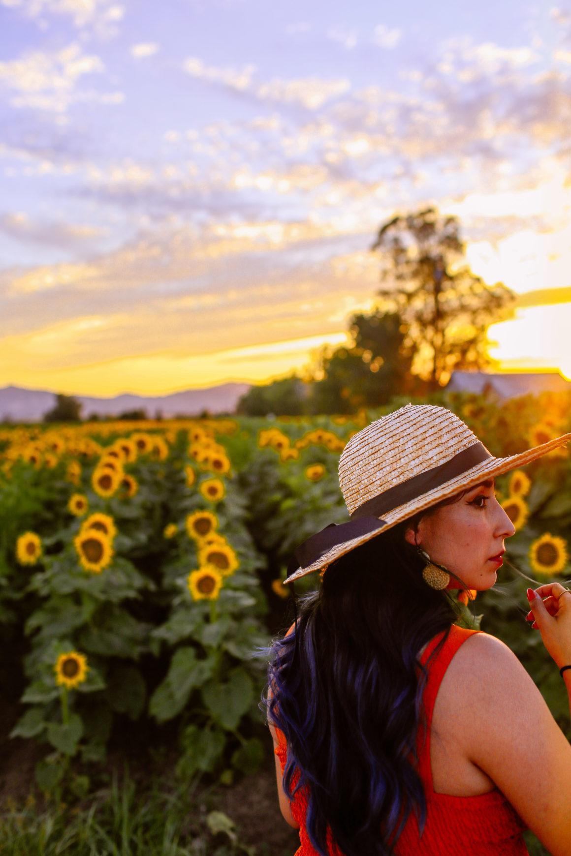 11 Best Sunflower Fields In California (Addresses + Photos!)