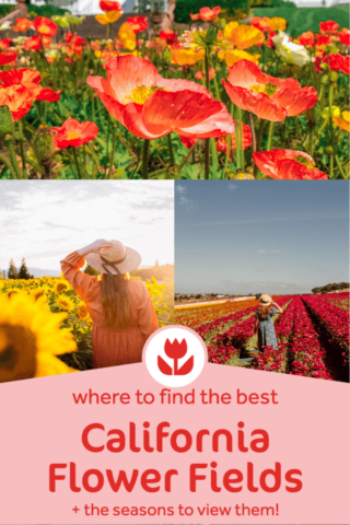 18+ Best Flower Fields in California + Best Seasons To View Them