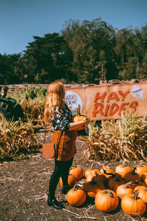 3 Half Moon Bay Pumpkin Patches I Love & Visit Every Fall