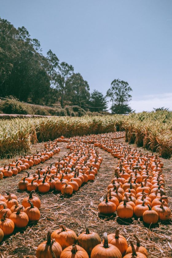 How to Celebrate the Autumn Equinox: 15 Ideas for Abundance