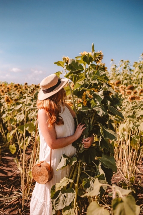 17+ Best Flower Fields in California + Best Seasons To View Them