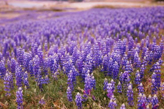 I Found The Most Magical California Lupine Wildflowers For A Picnic