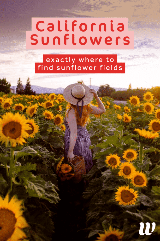 11 Best Sunflower Fields In California (Addresses + Photos!)