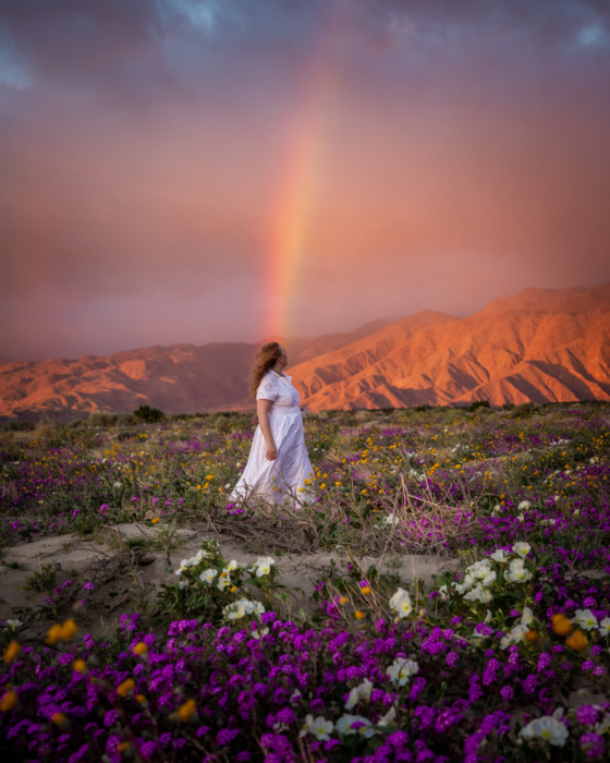 15 Magical California Poppy Fields + Best Month To View Them