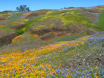 15 Magical California Poppy Fields + Best Month To View Them