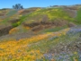 15 Magical California Poppy Fields + Best Month To View Them