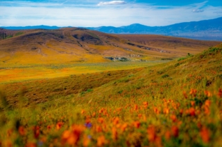15 Magical California Poppy Fields + Best Month To View Them