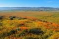 15 Magical California Poppy Fields + Best Month To View Them