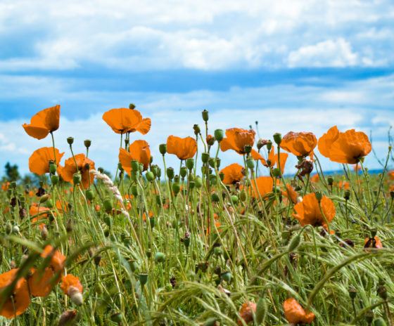 15 Magical California Poppy Fields + Best Month To View Them