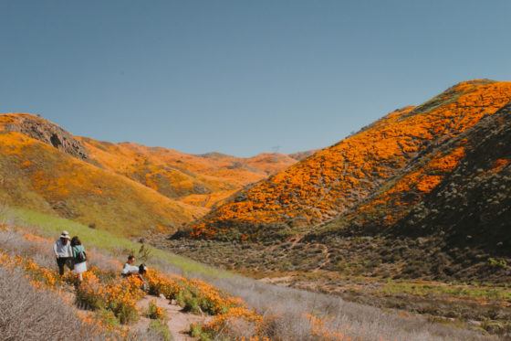 15 Magical California Poppy Fields + Best Month To View Them