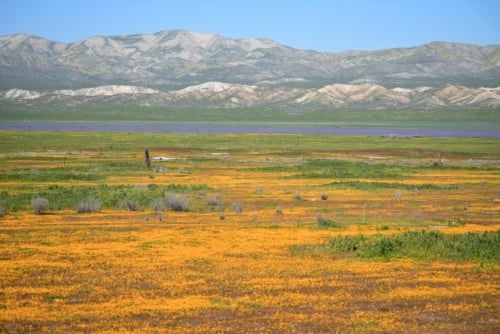15 Magical California Poppy Fields + Best Month To View Them
