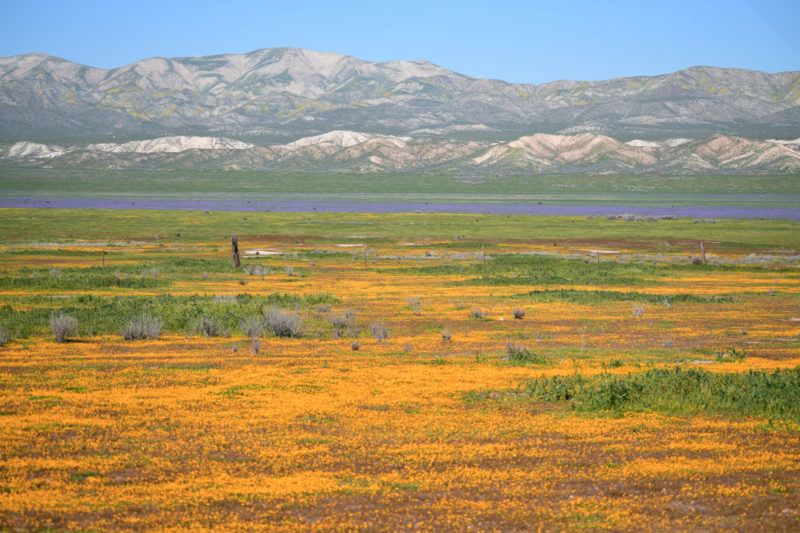 15 Magical California Poppy Fields + Best Month To View Them