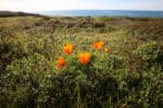 15 Magical California Poppy Fields + Best Month To View Them