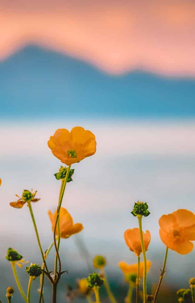 15 Magical California Poppy Fields + Best Month To View Them