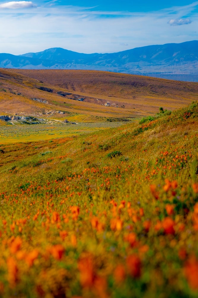 15 Magical California Poppy Fields + Best Month To View Them