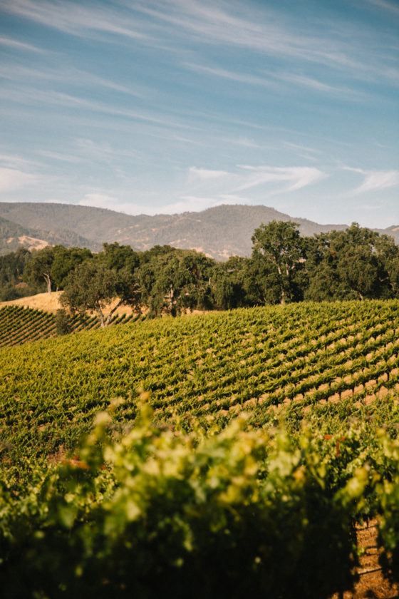 11 Amazing Paso Robles Wineries You Can't Miss For The Perfect Wine ...