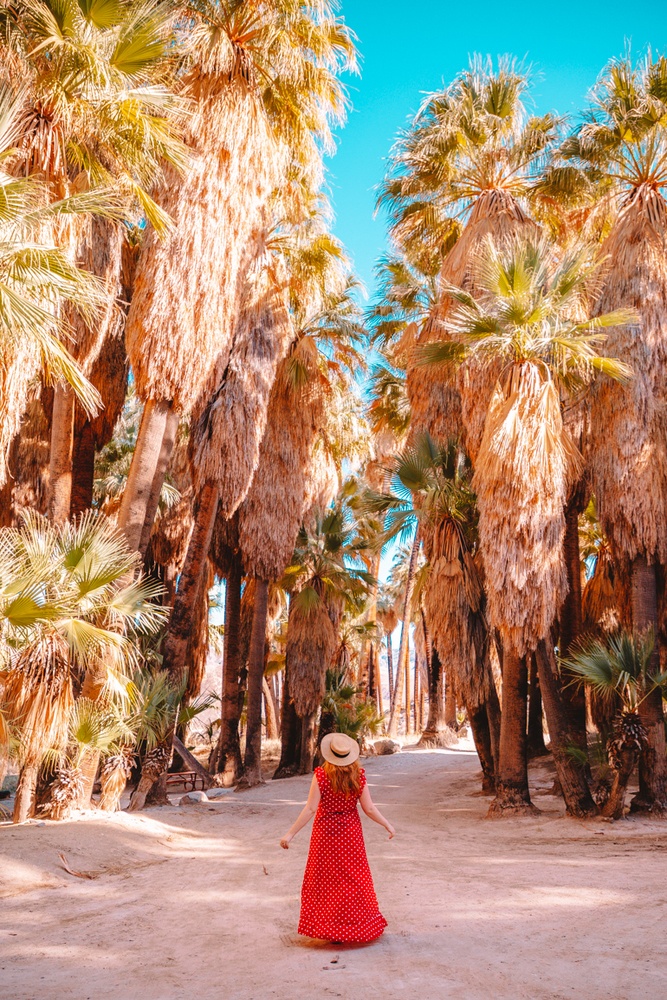 Indian Canyons Palm Springs: Essential Hiking Tips For This Desert Oasis