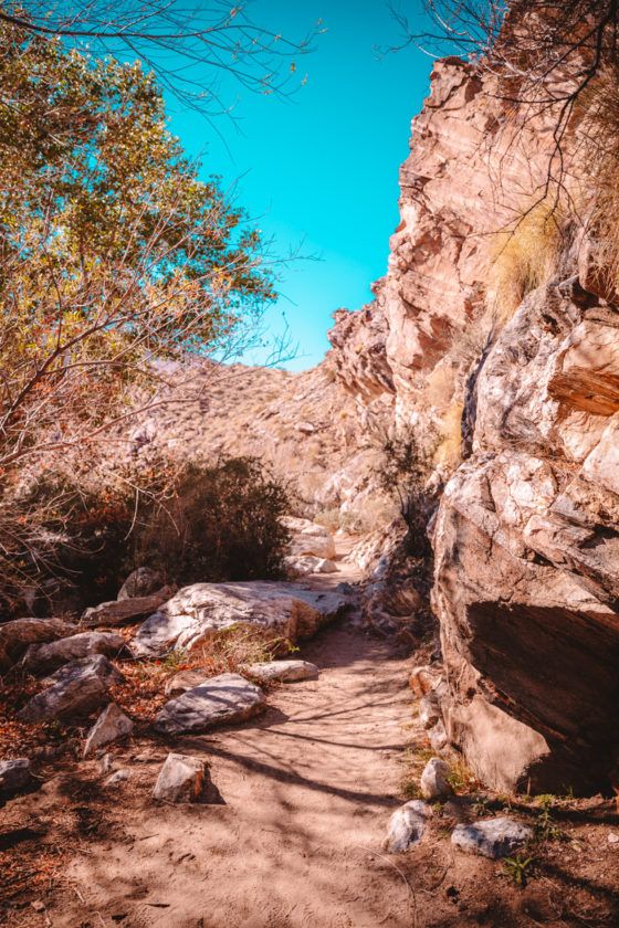 Indian Canyons Palm Springs: Essential Hiking Tips For This Desert Oasis