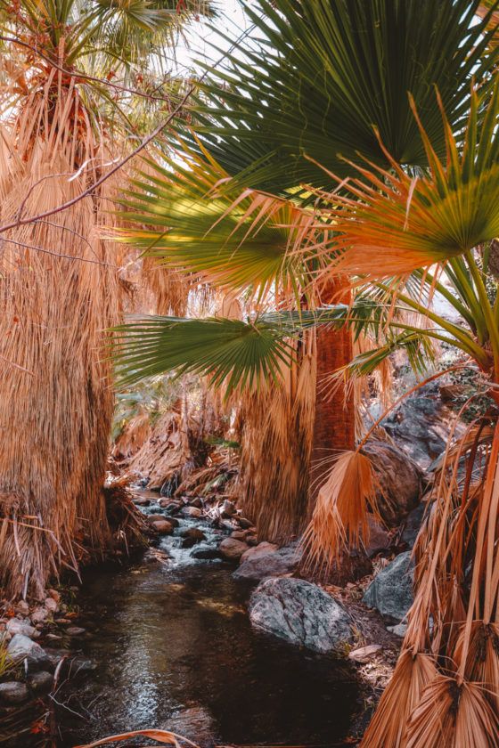 Indian Canyons Palm Springs: Essential Hiking Tips For This Desert Oasis