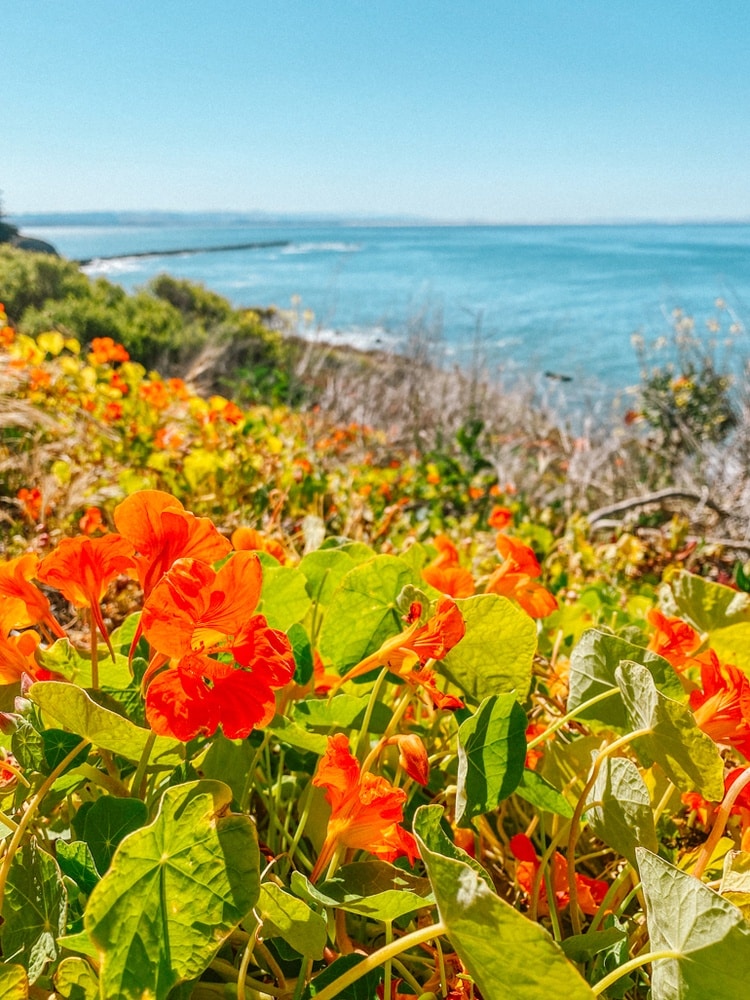 How To Find A Hidden Rope Swing While Kayaking Avila Beach