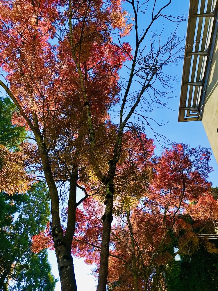 California Fall Colors: 17 Stunning Places To Visit This Autumn For Foliage