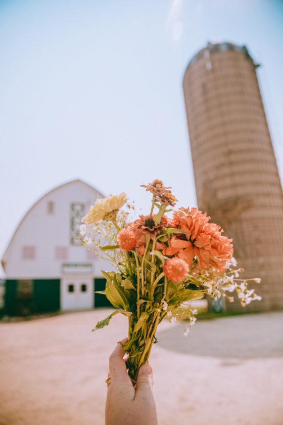 12 Stunning Wisconsin Sunflower Fields (Farms, U-pick & More!)