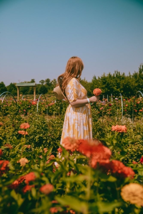 12 Stunning Wisconsin Sunflower Fields (Farms, U-pick & More!)