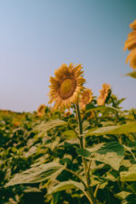 12 Stunning Wisconsin Sunflower Fields (Farms, U-pick & More!)