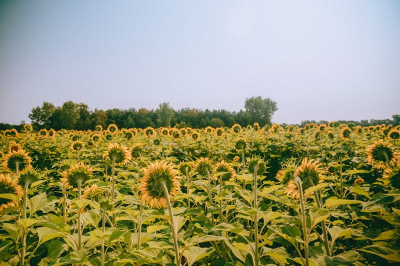12 Stunning Wisconsin Sunflower Fields (Farms, U-pick & More!)