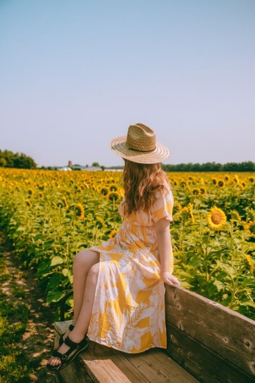 12 Stunning Wisconsin Sunflower Fields (Farms, U-pick & More!)