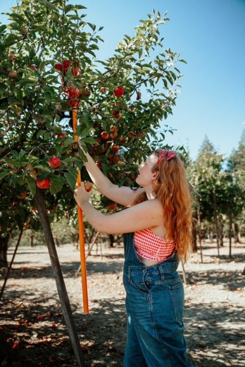 Best Sonoma Apple Picking: 5 Apple Orchards With U-Pick + Area Guide