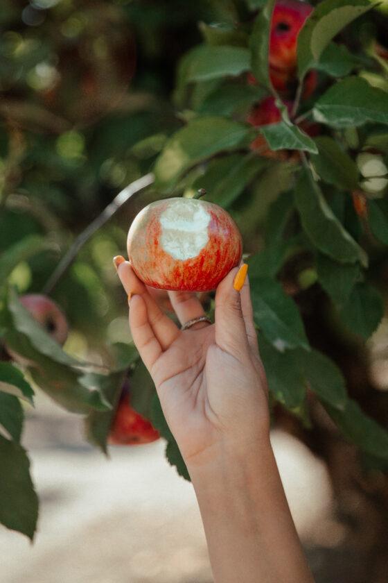 12 Cute Apple Picking Outfits You Can Shop Online This Fall 2021
