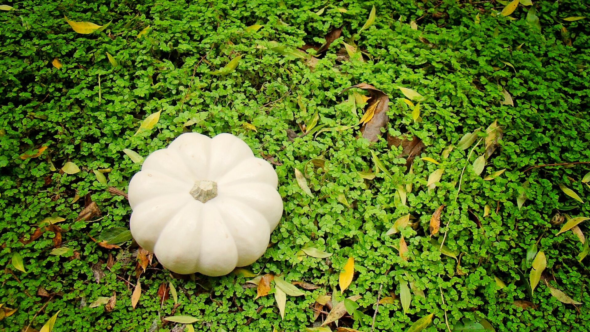 How to Celebrate Samhain: 5 Rituals To Honor The Origin of Halloween