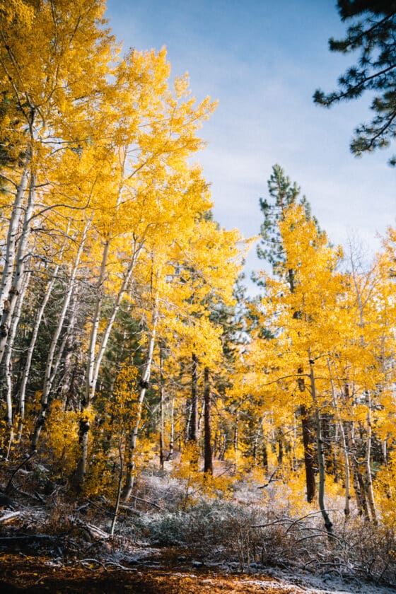 14 Spots To Find Stunning Lake Tahoe & Hope Valley Fall Colors This Autumn