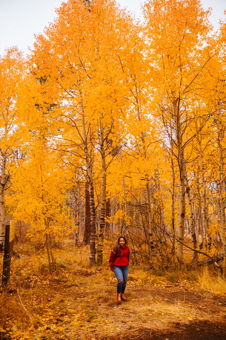14 Spots To Find Stunning Lake Tahoe & Hope Valley Fall Colors This Autumn
